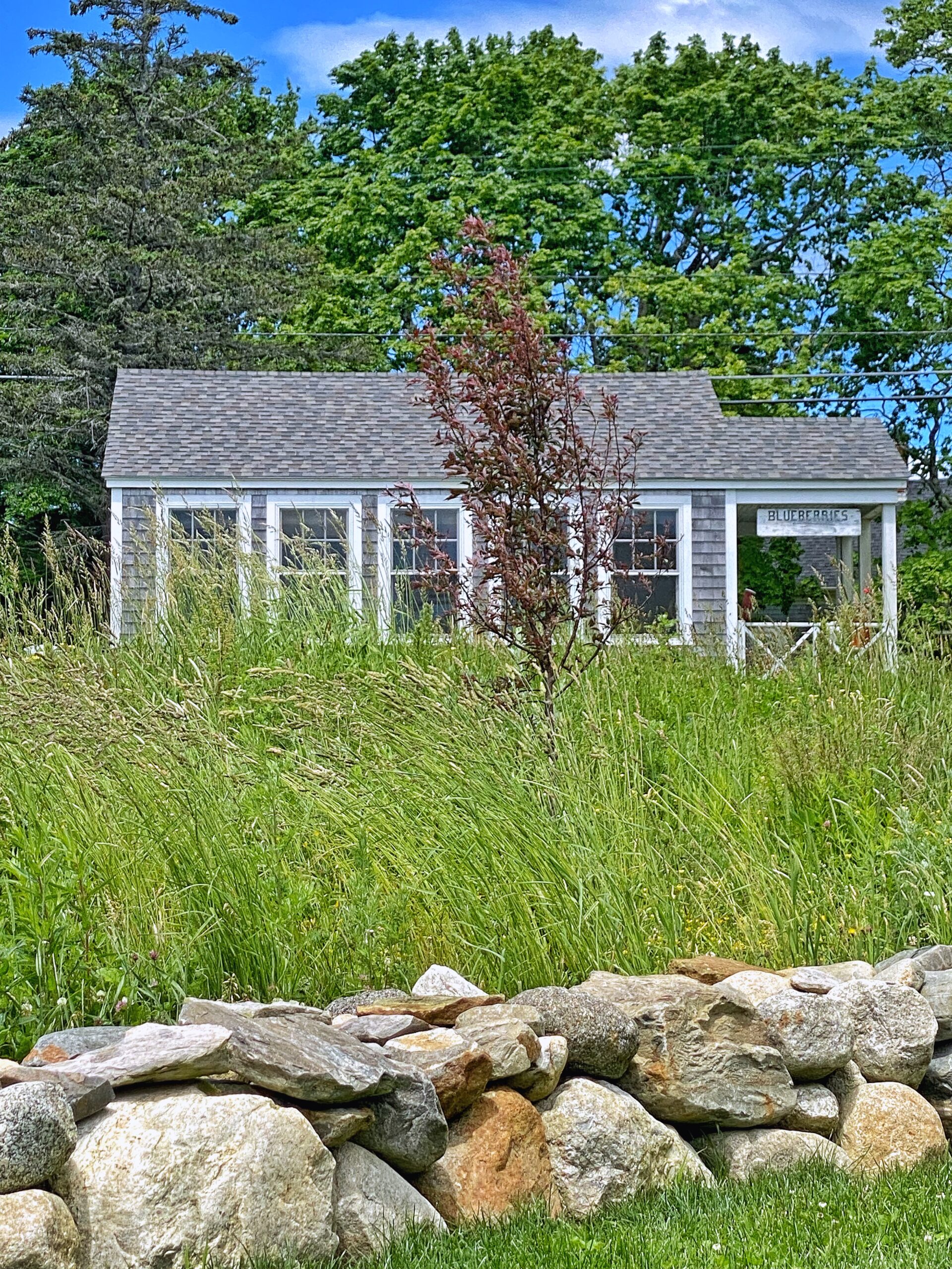 Natural landscape: Our Coastal Maine Wildflower Meadow - Molly in Maine