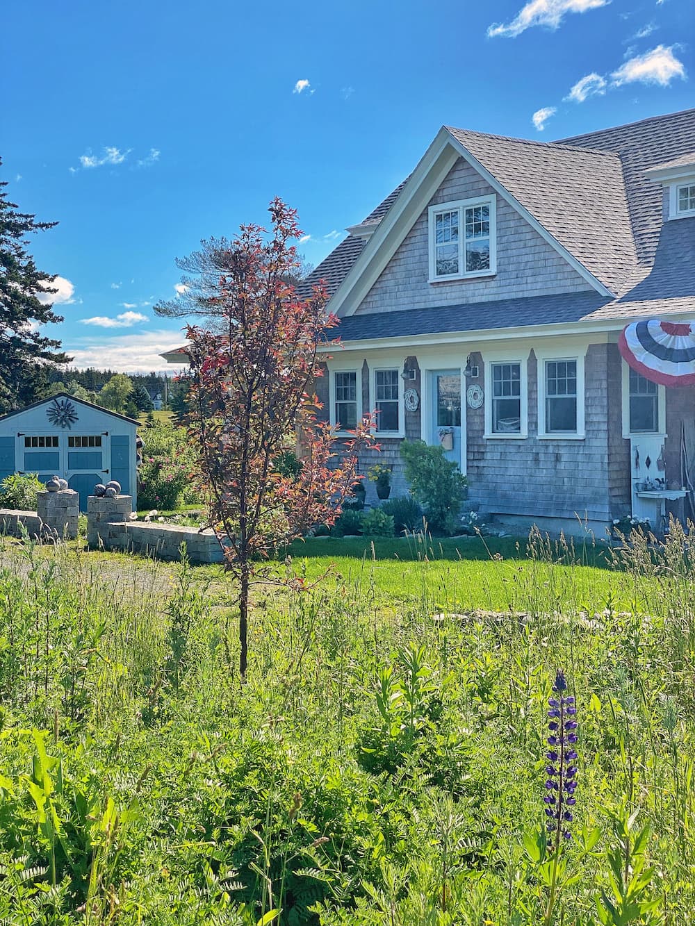 Natural landscape: Our Coastal Maine Wildflower Meadow - Molly in Maine