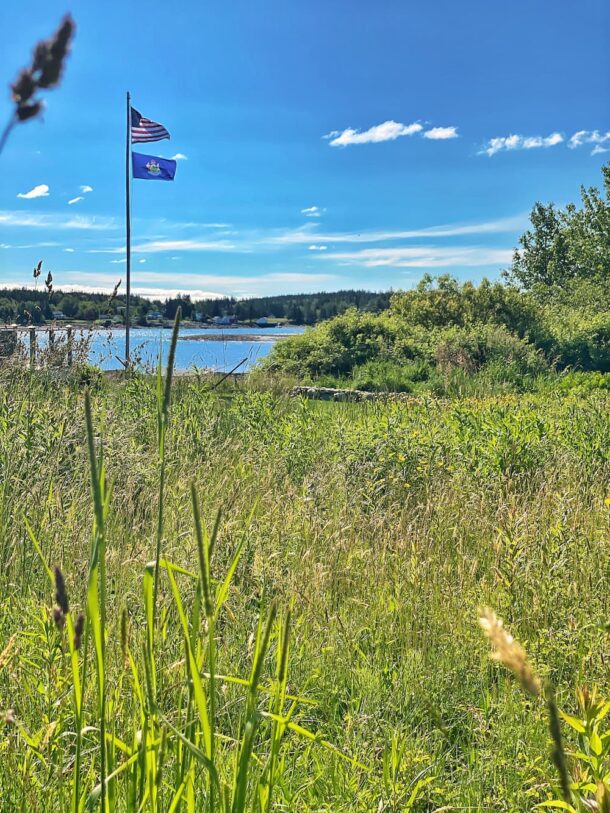 Natural landscape: Our Coastal Maine Wildflower Meadow - Molly in Maine