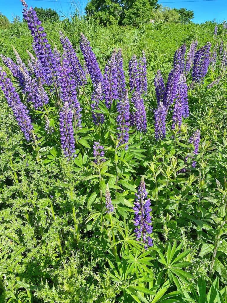 Natural landscape: Our Coastal Maine Wildflower Meadow - Molly in Maine