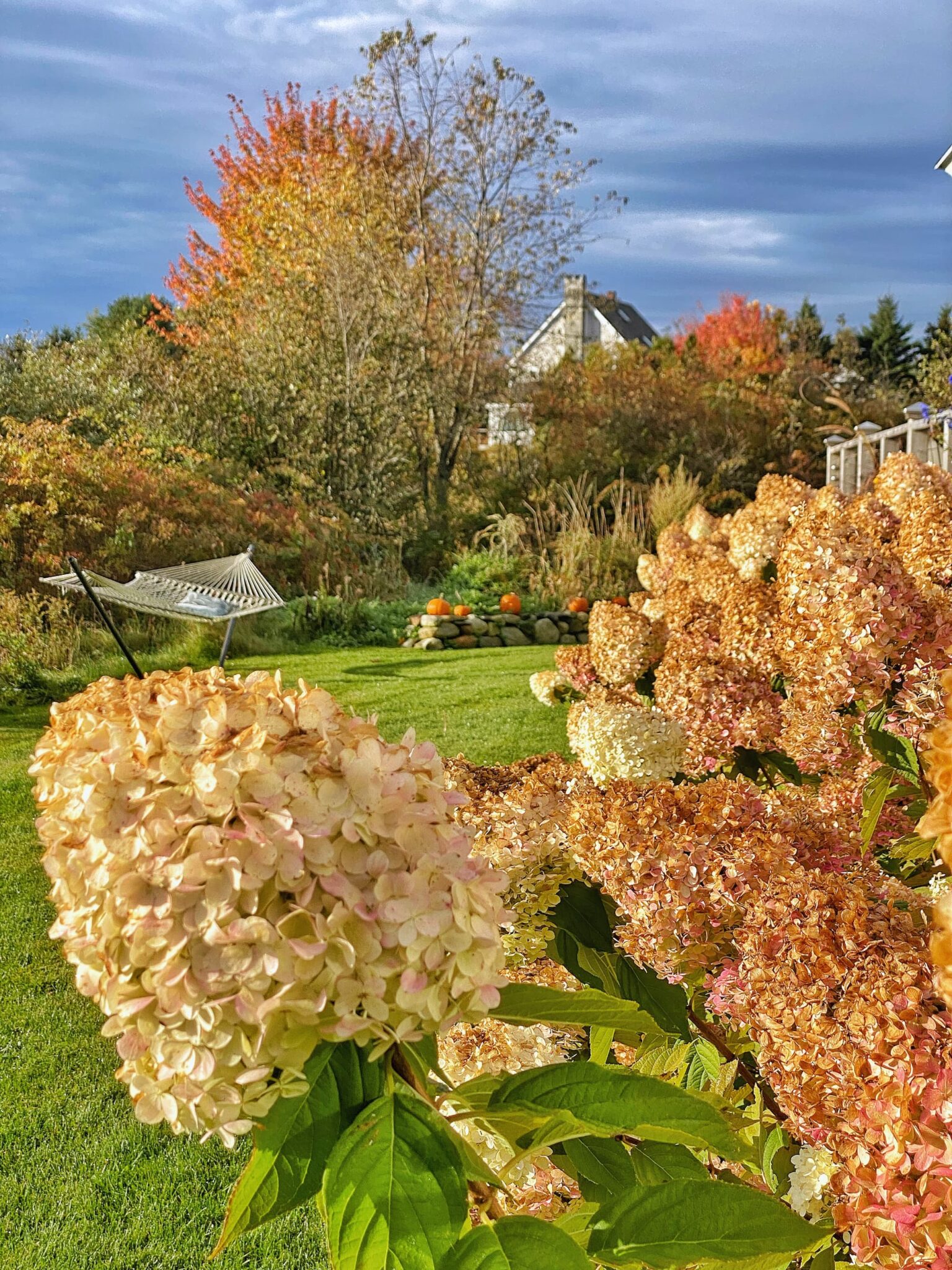 How To Grow Limelight Hydrangeas For Beauty All Year - Molly in Maine