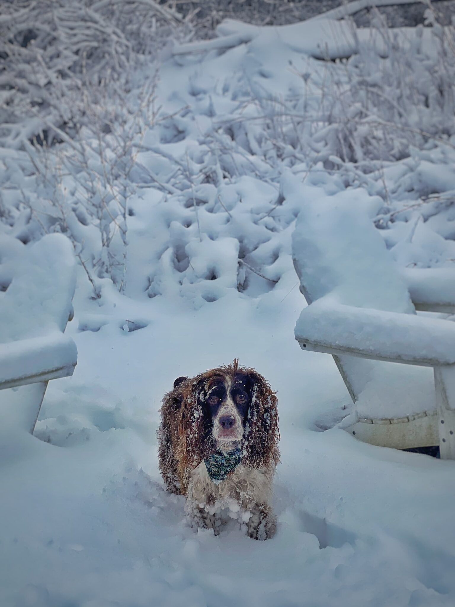 A Cozy Snow Day on the Coast of Maine - Molly in Maine