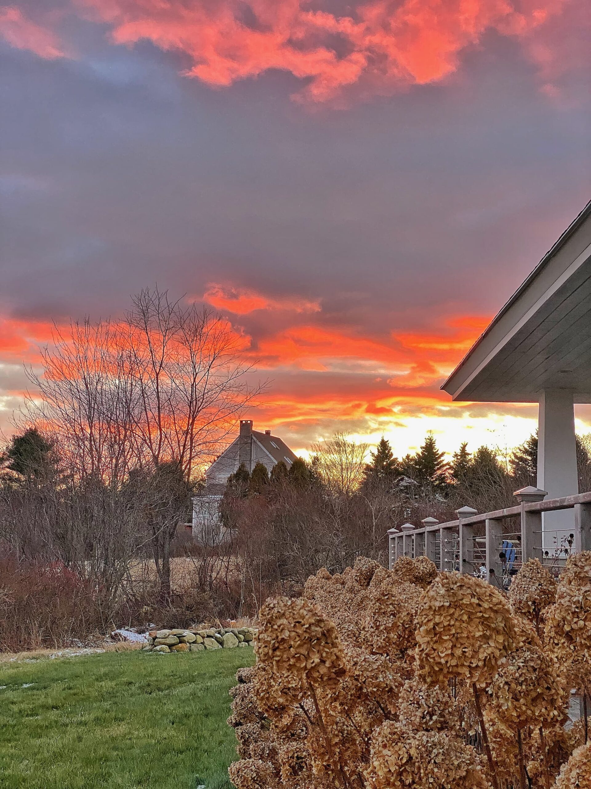 How To Grow Limelight Hydrangeas For Beauty All Year - Molly in Maine