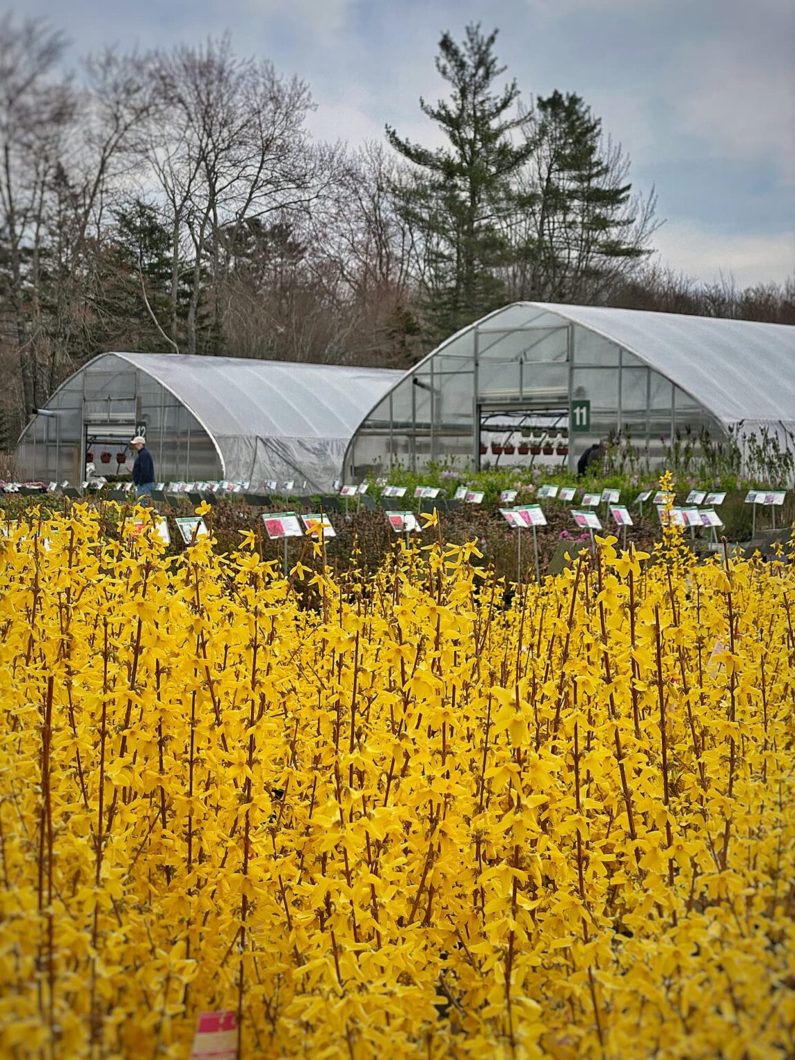 Mother's Day Gift Ideas With Coastal Maine Style - Molly in Maine