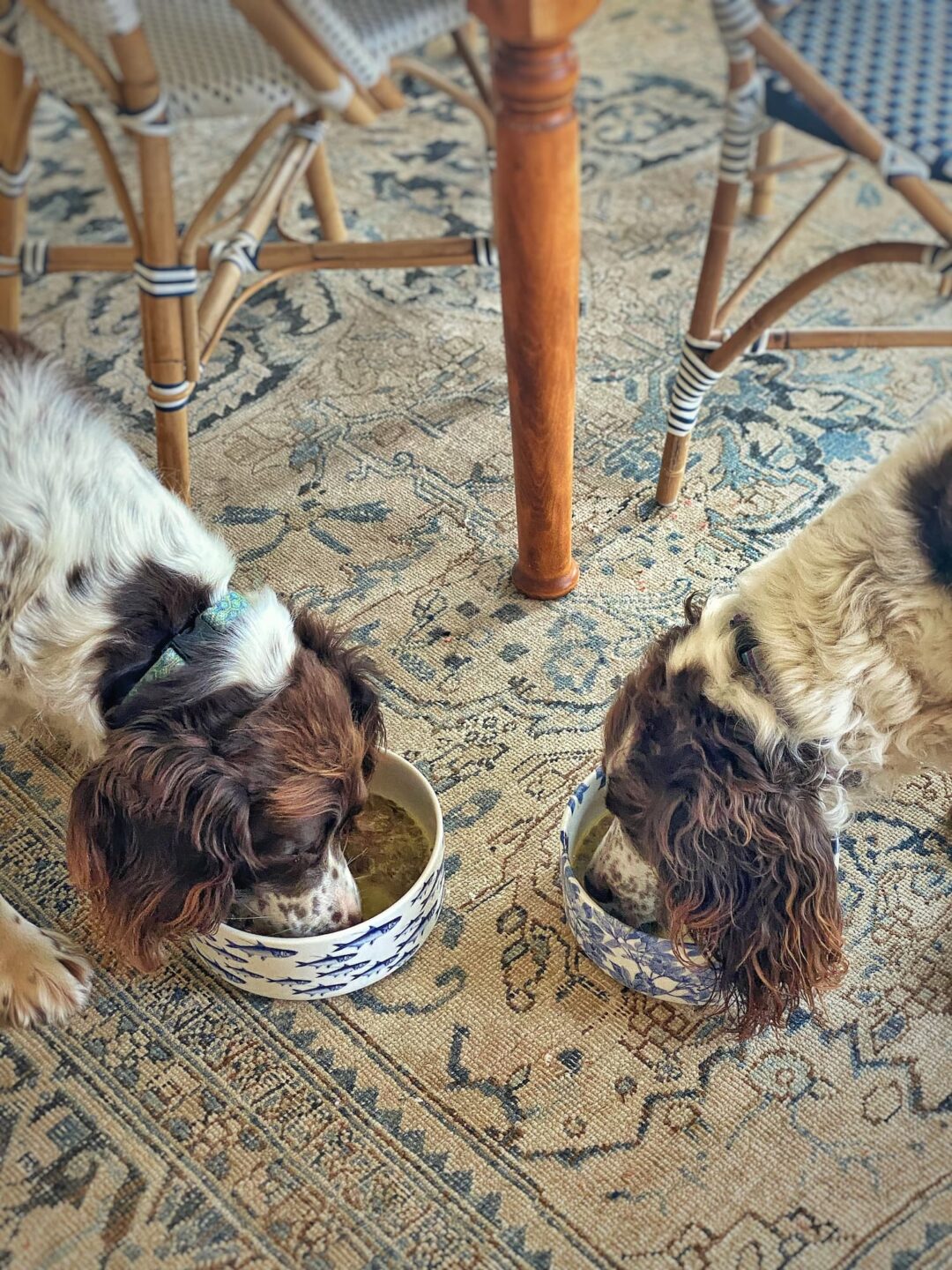 Living Your Best (and Most Beautiful) Life With Dogs - Molly in Maine