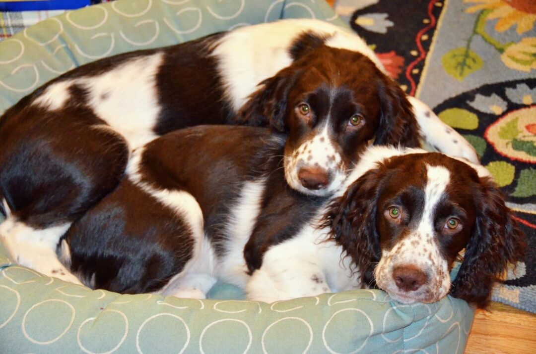 Living Your Best (and Most Beautiful) Life With Dogs - Molly in Maine