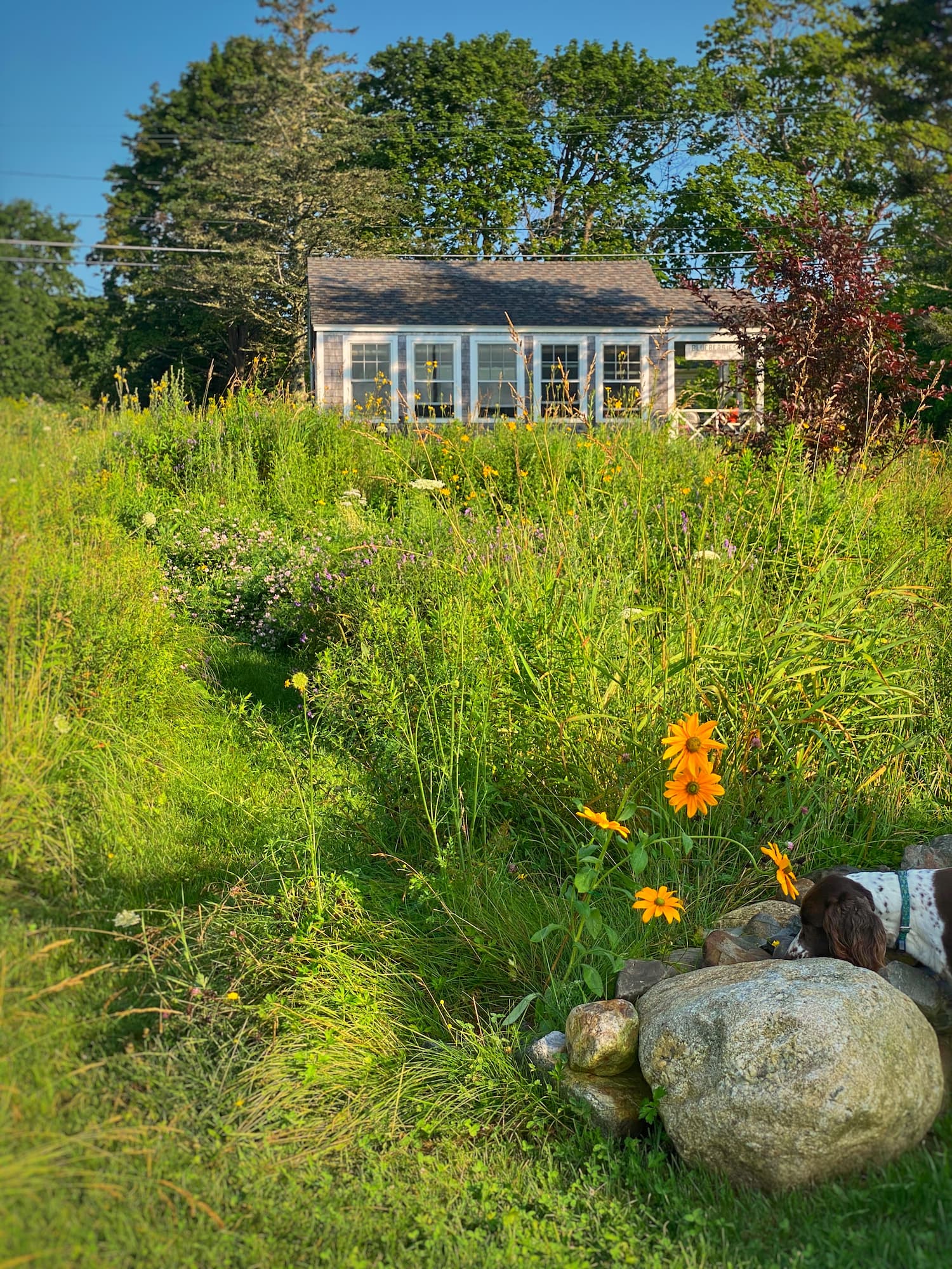Enjoying My Maine Coastal Cottage Midsummer Gardens - Molly in Maine