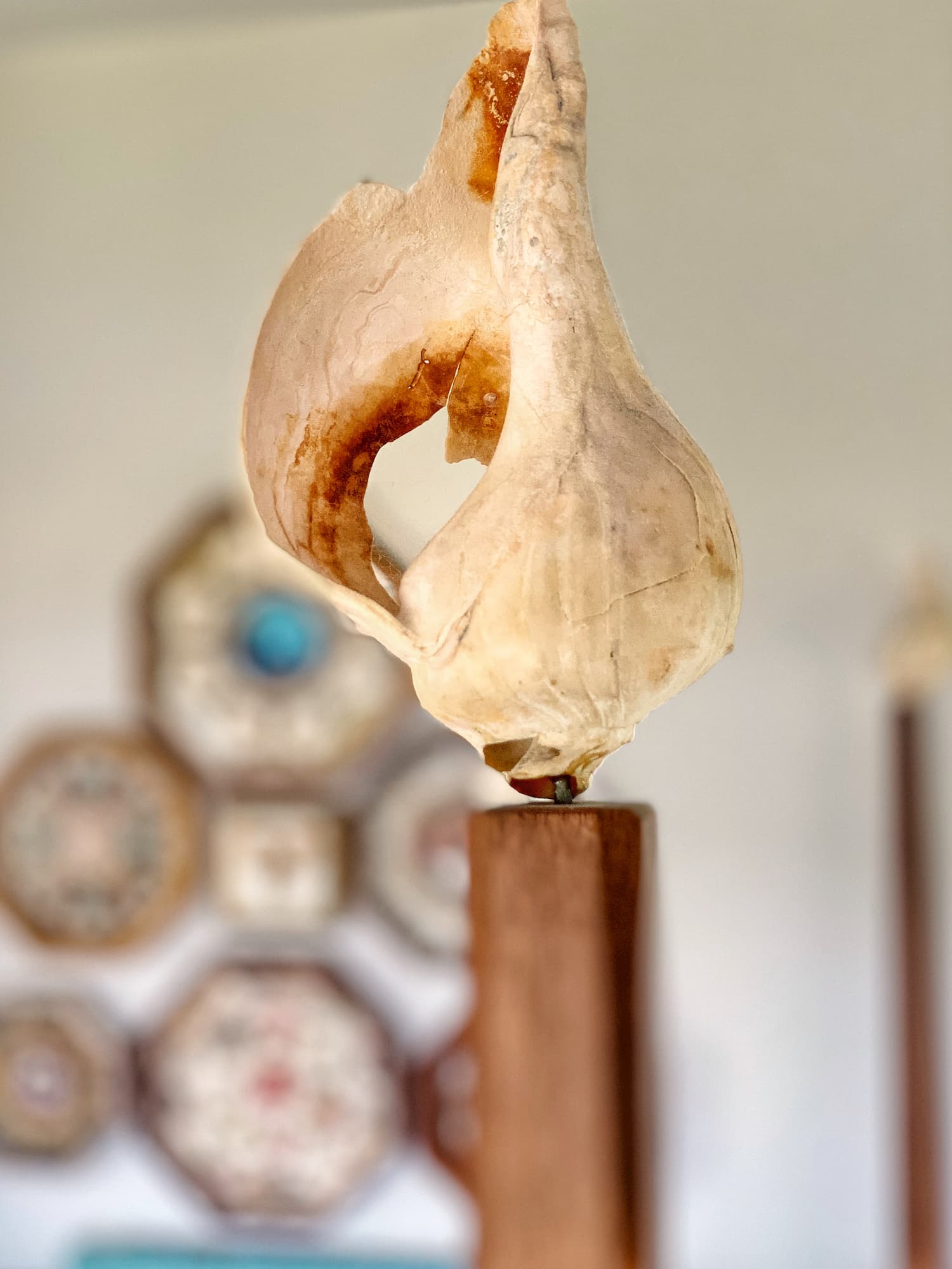 Coastal Style | Decorating With Seashells All Year Round - Molly in Maine