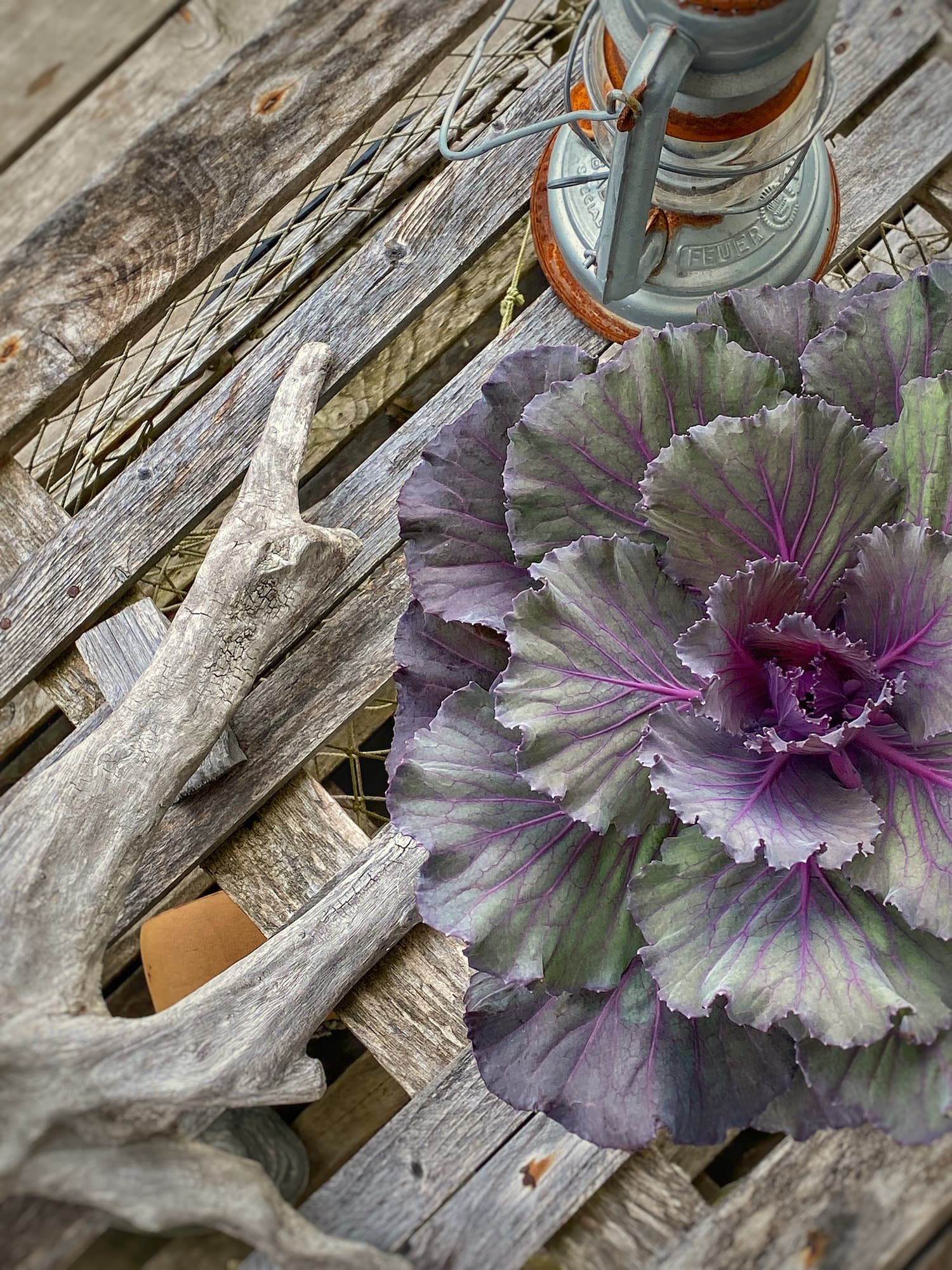 Fresh Color and Texture For Your Planters Heading Into Fall - Molly in ...