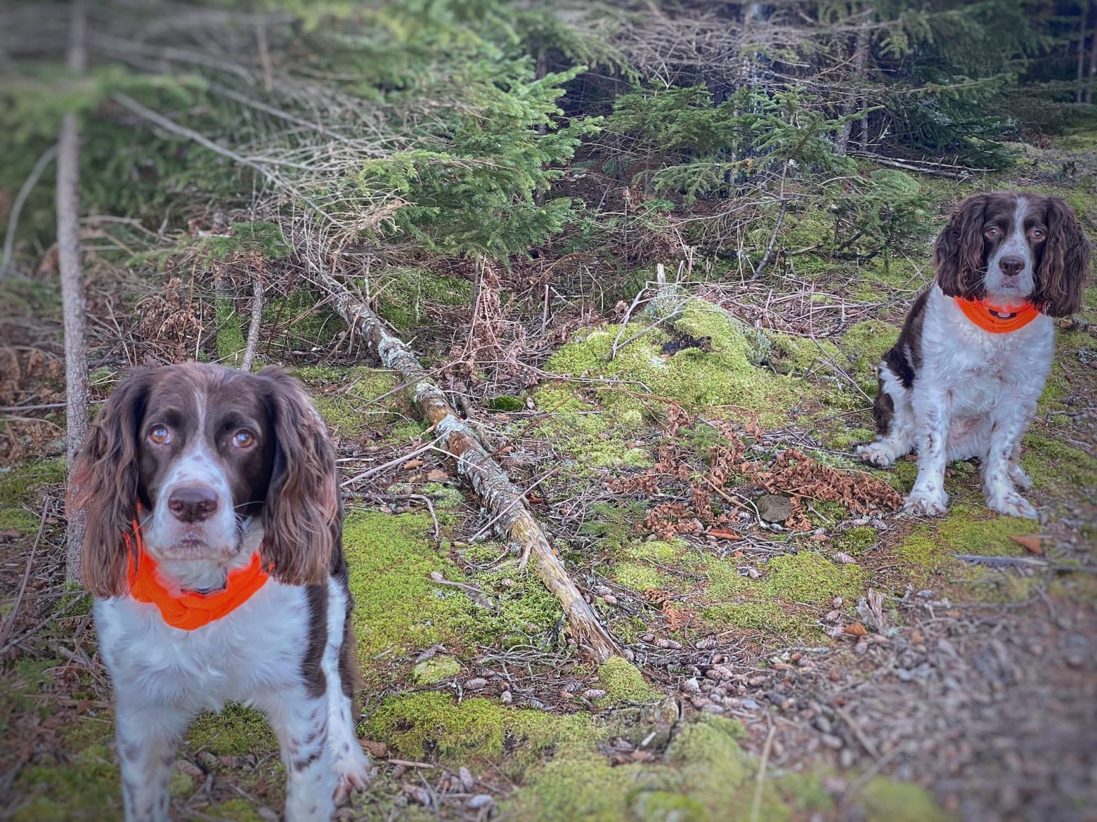 Personality, Meaning, and Joy | Decorating Your Christmas Tree - Molly ...