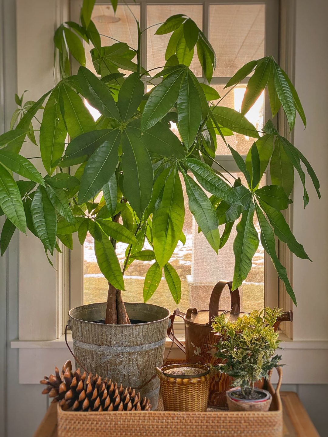Easy-Care Houseplants Add Life and Color To Your Home - Molly in Maine