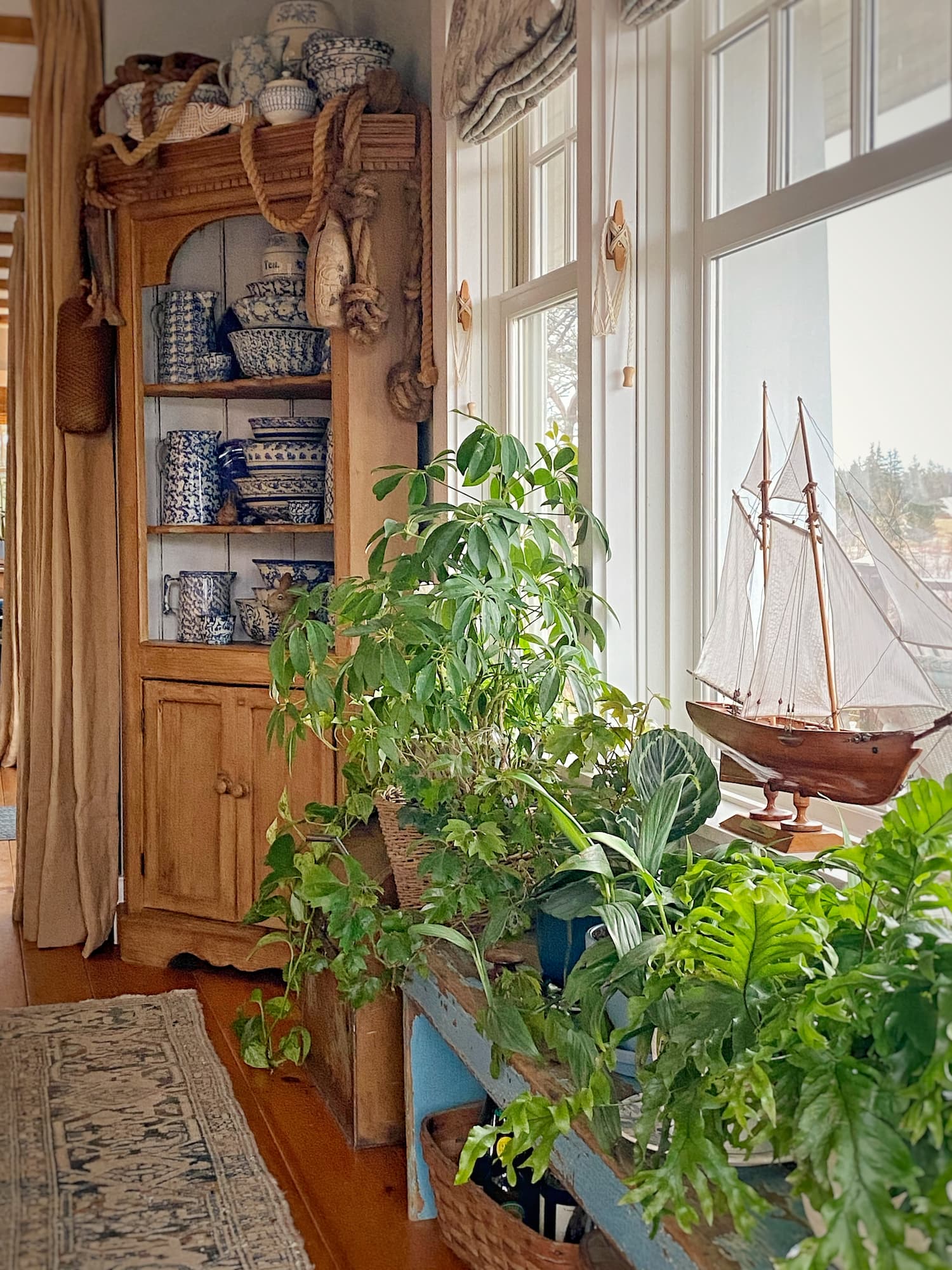 Easy-Care Houseplants Add Life and Color To Your Home - Molly in Maine