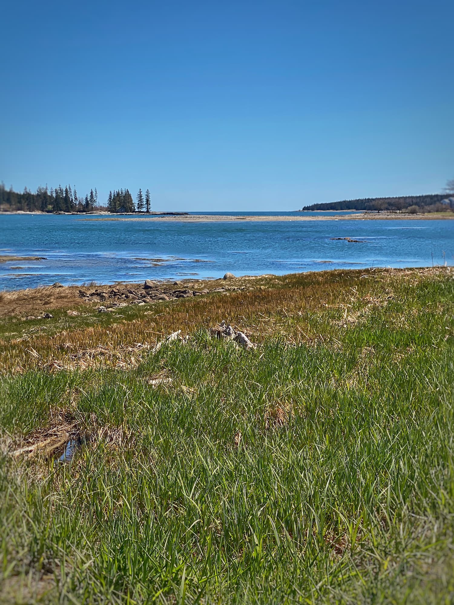 Signs of Spring On the Maine Coast - Inside and Out - Molly in Maine