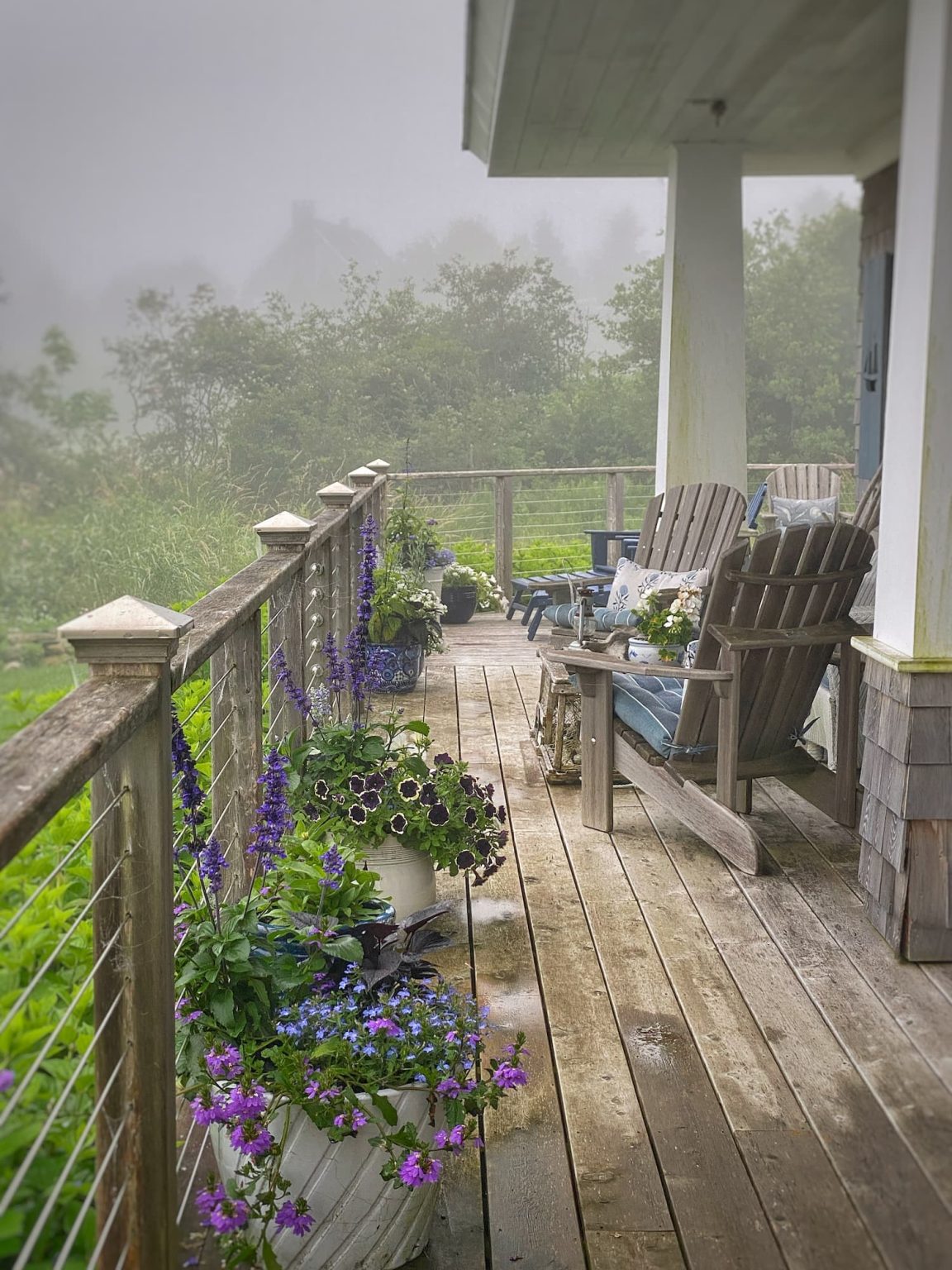 16 Easy-Care Annuals for Your Blue and White Garden and Pots - Molly in ...