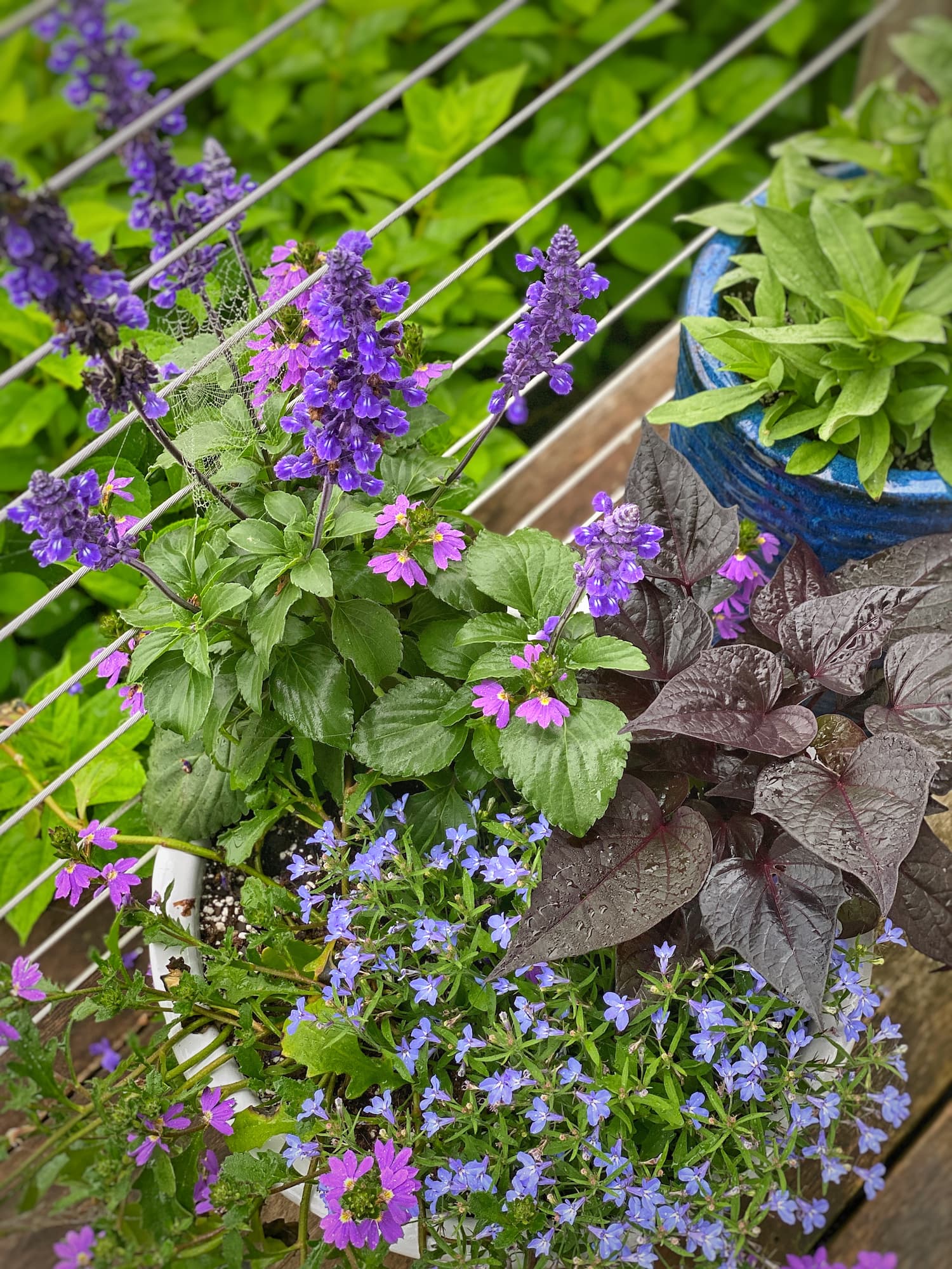 16 Easy-Care Annuals for Your Blue and White Garden and Pots - Molly in ...