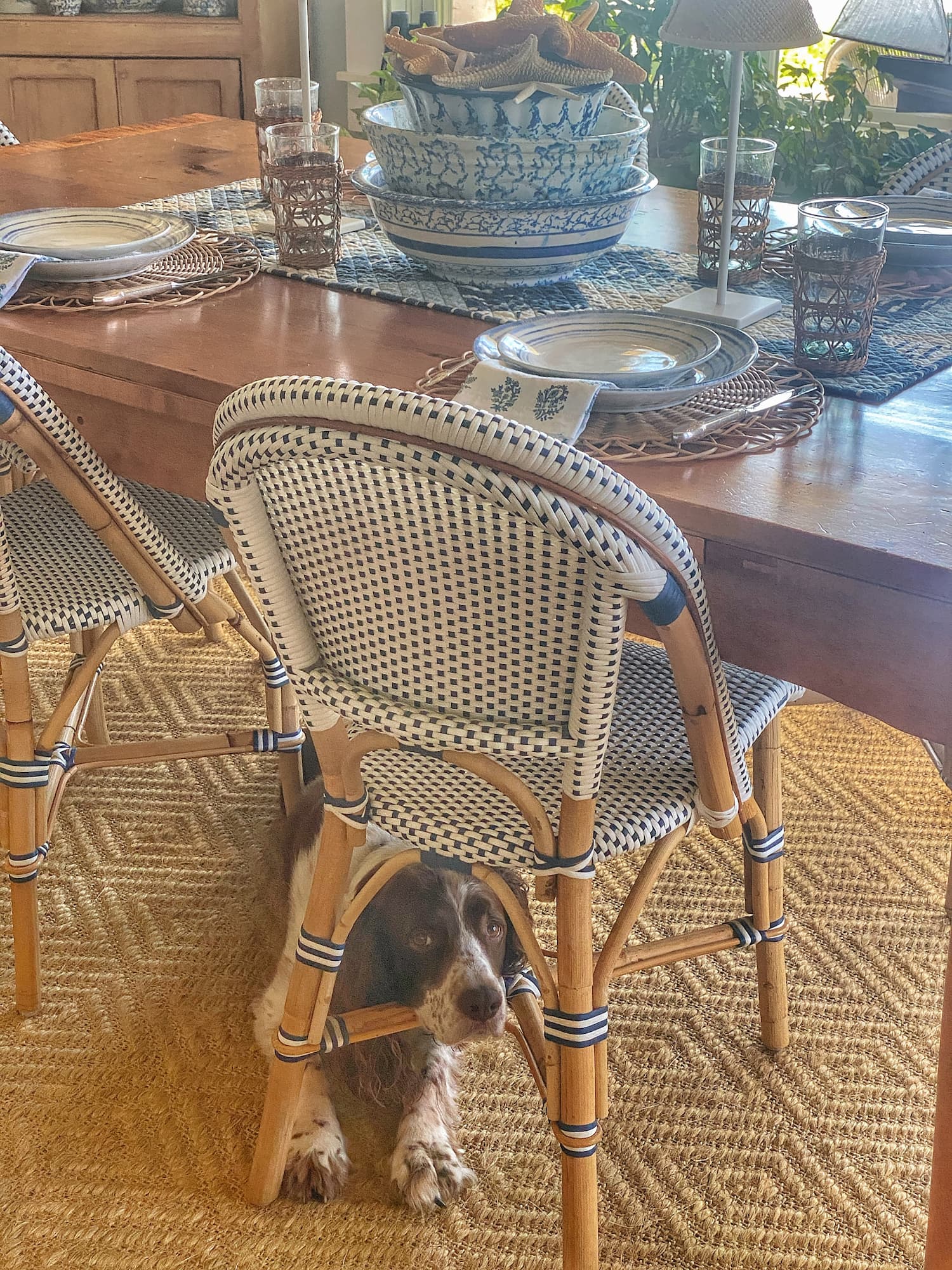 8 Elements of Classic Coastal Maine Summer Cottage Style - Molly in Maine