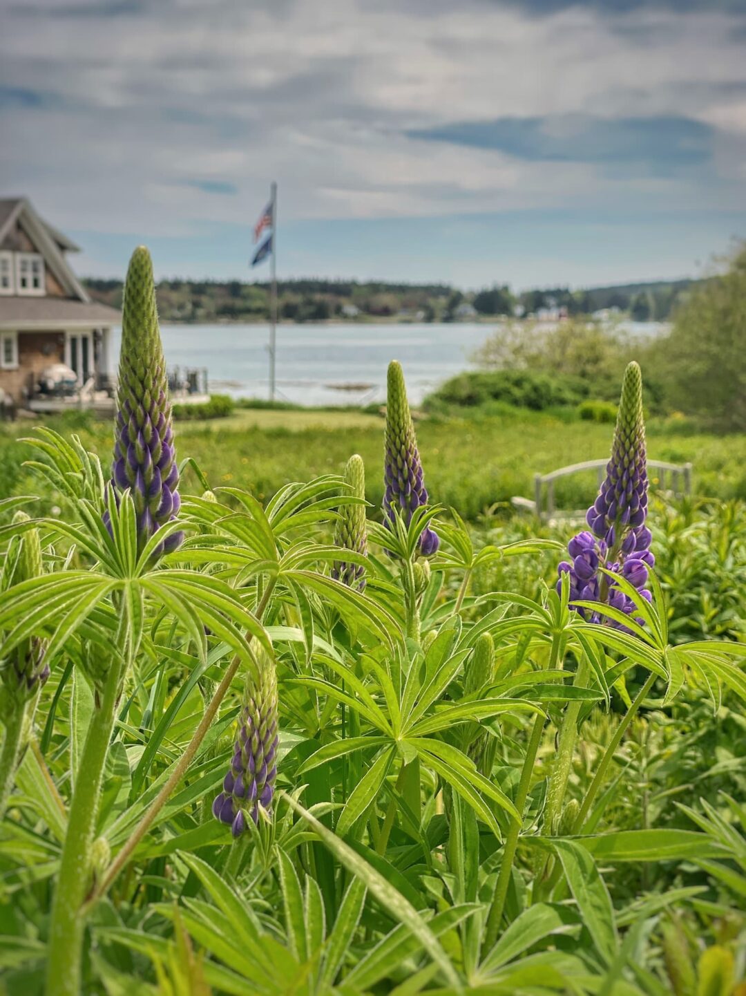 Hello, June! Fresh Linens, First Blooms & the Start of Market Season ...