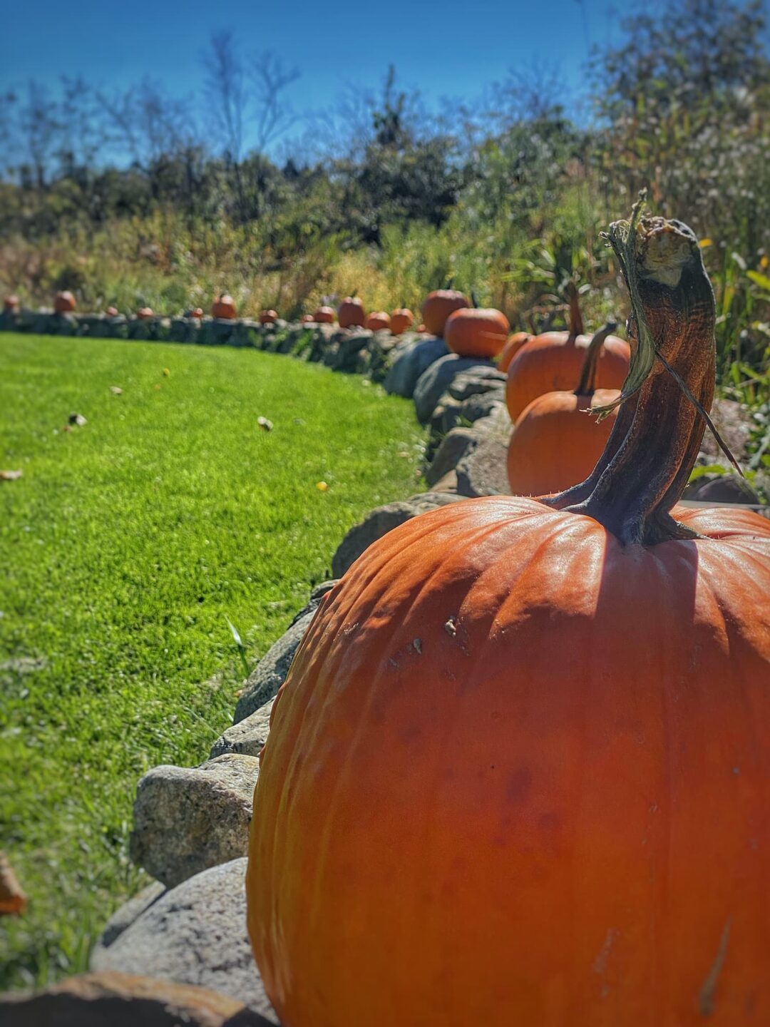 October Charm | Antiques, Pumpkins & a Cozy Cottage Update - Molly in Maine